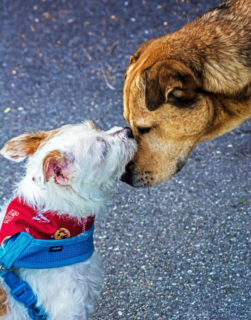 Homeowners Association Pet Restrictions What Your HOA Needs To Know
