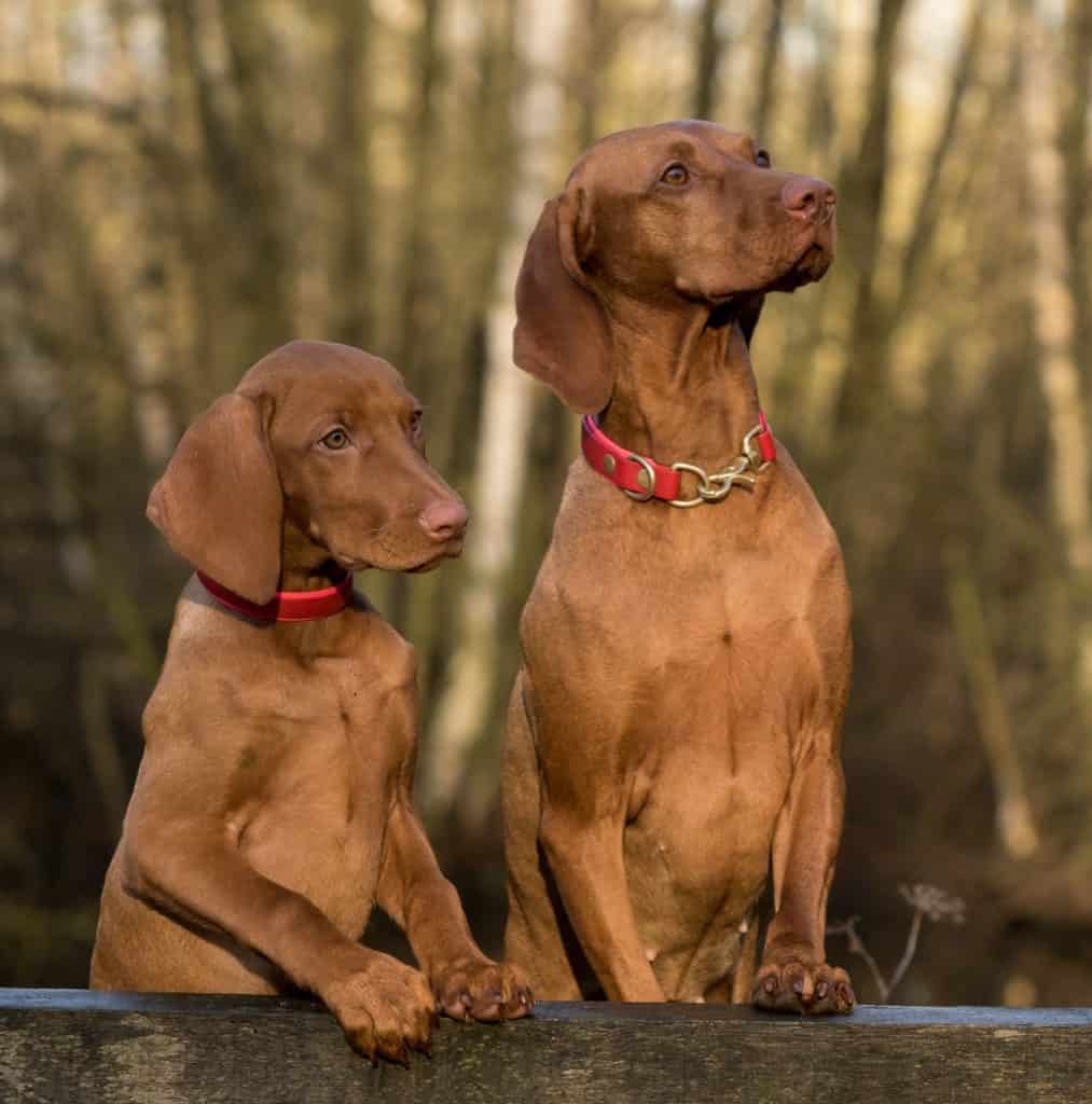 Homeowners Association Pet Restrictions What Your HOA Needs To Know Homeowners Association Pet Restrictions What Your HOA Needs To Know
